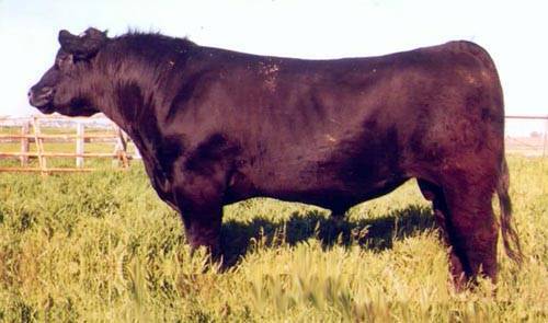 Larry & Shorty Anderson - Show Steers and Heifers, Club Calf Bulls ...