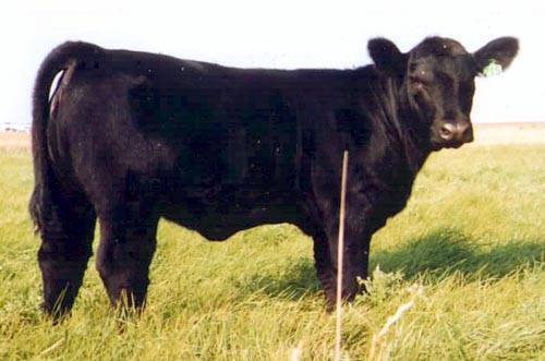 Larry & Shorty Anderson - Show Steers and Heifers, Club Calf Bulls ...